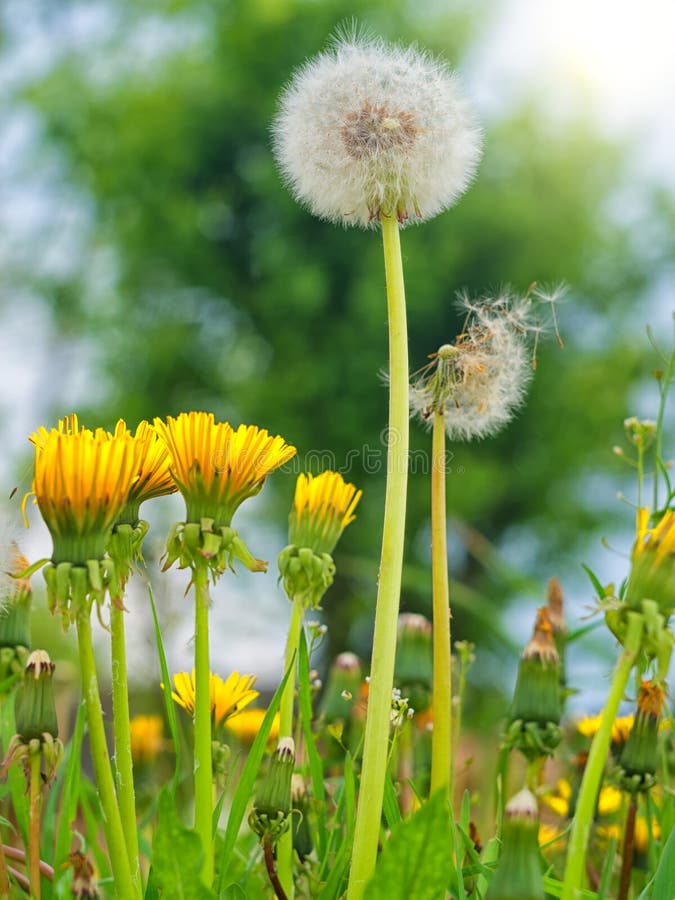 Dandelions in the Spring Meadow Stock Photo - Image of nature, macro ...