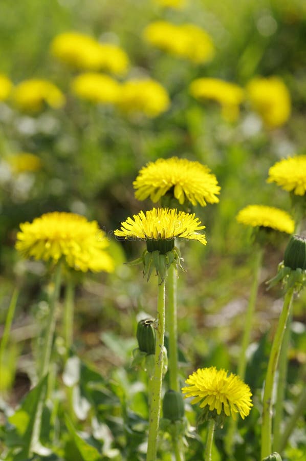 Dandelions on a summer stock photo. Image of tranquil - 32106722