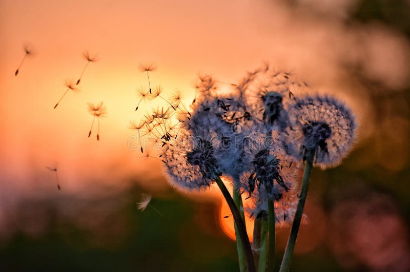 Dandelions on Sunset Background Stock Image - Image of autumn, evening ...