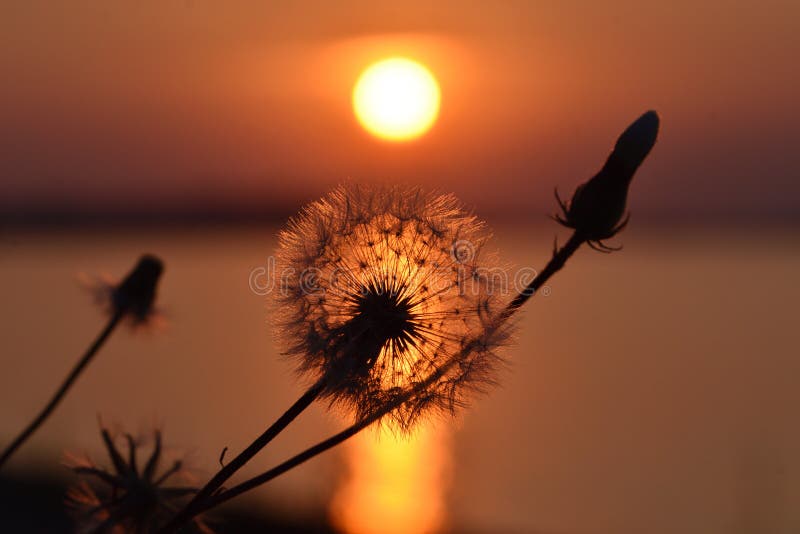 Dandelions at sunset stock photo. Image of light, water - 156599006