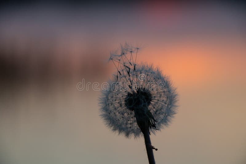 Dandelions at Sunset in the Evening on a Blurred Sky Background Stock Image - Image of frivolity ...