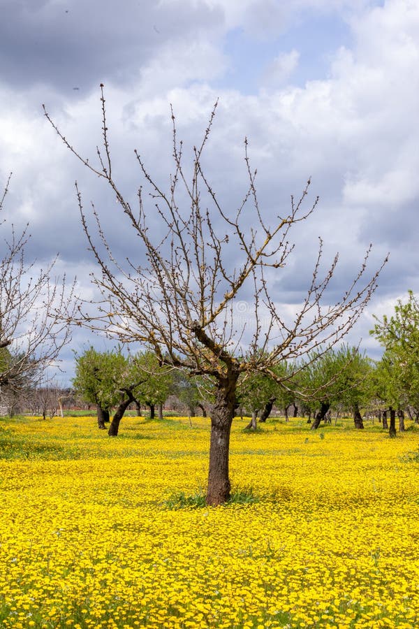 Dandelions and tree stock image. Image of erythrospermum - 39492583