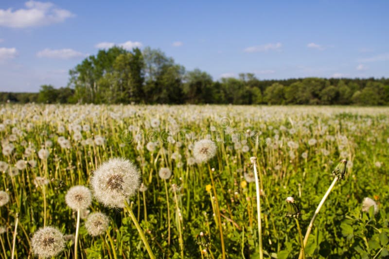Dandelions Turned To Seed in a Field Stock Image - Image of outdoors ...