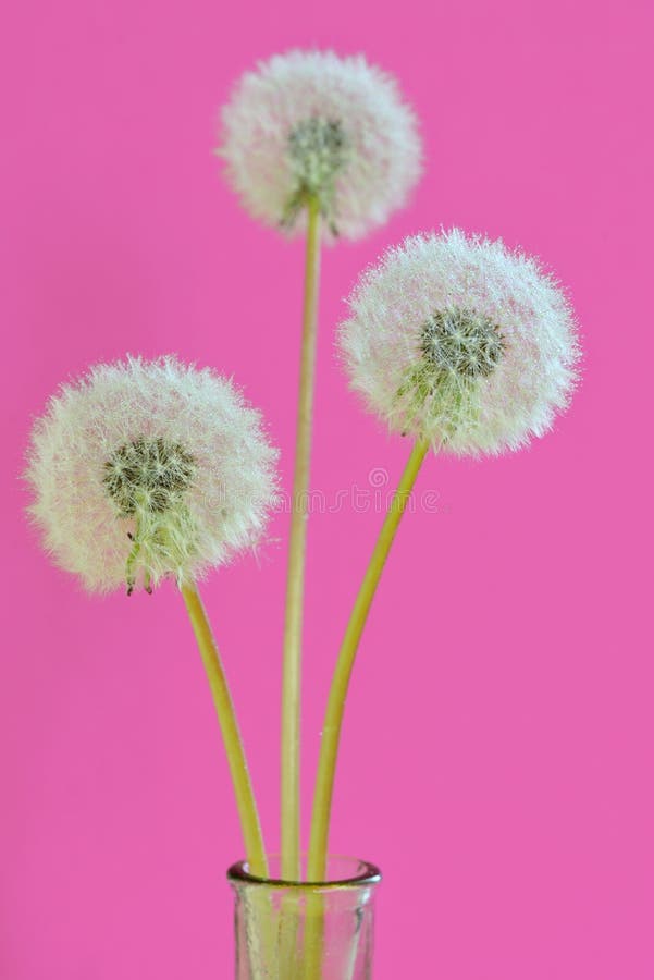Dandelions in a vase stock image. Image of design, anniversary - 54259989