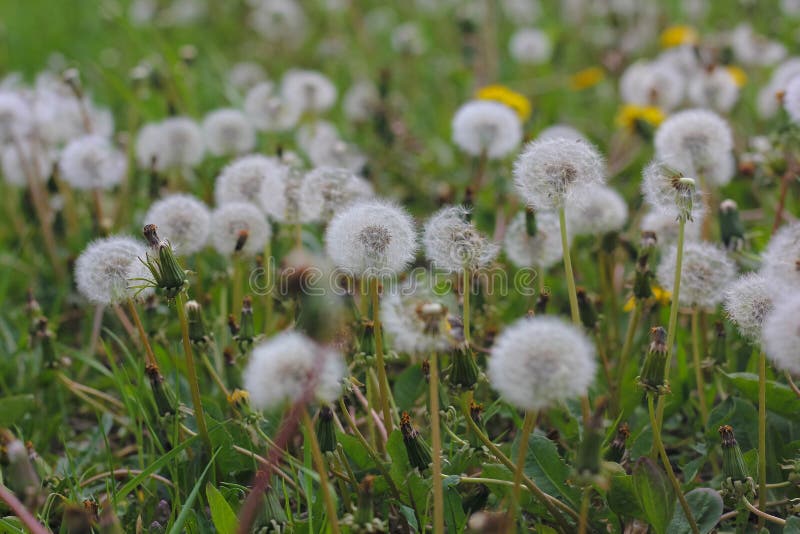 Dandelions stock image. Image of dandelion, beautiful - 93809577