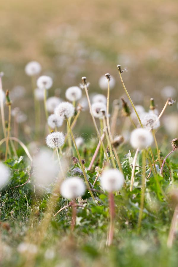 Puffs Overtaking Stock Photos - Free & Royalty-Free Stock Photos from ...