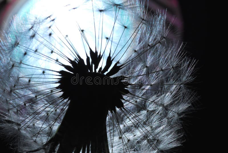 Dandy stock image. Image of dandelion, close, blurred - 2420839