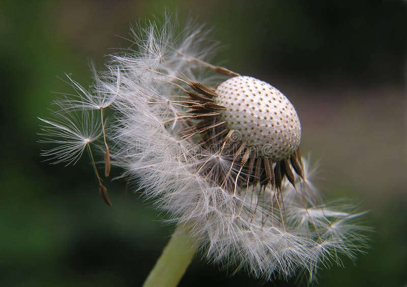 Dandy Picture. Image: 3241375