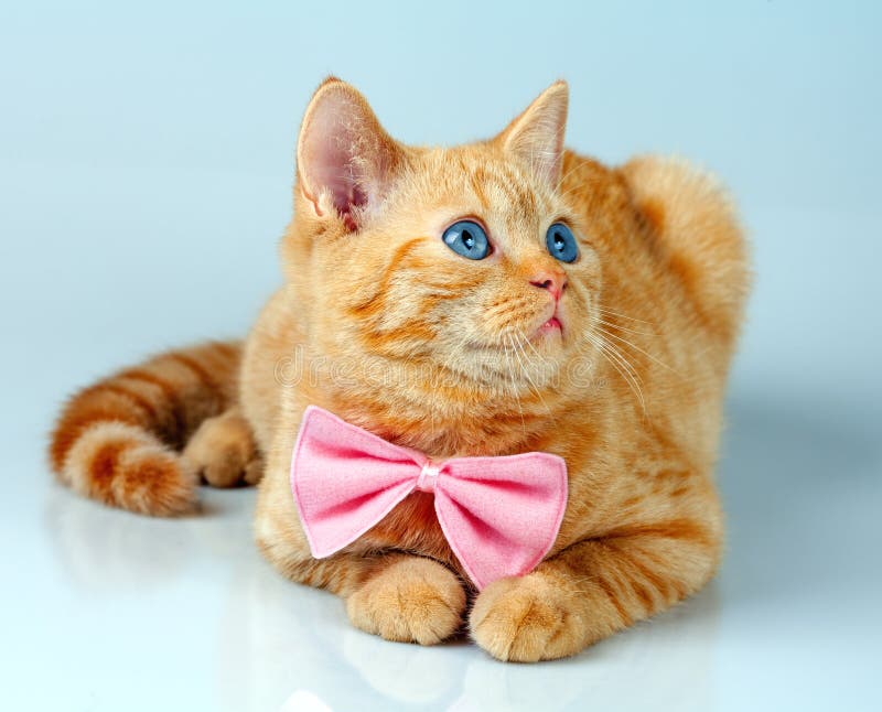 Dandy Cat stock photo. Image of beige, ginger, pink, portrait - 51834864