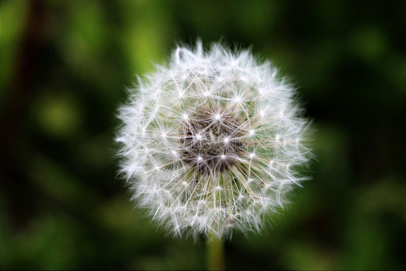 Dandy dandelion stock image. Image of dandelion, pattern - 109681639
