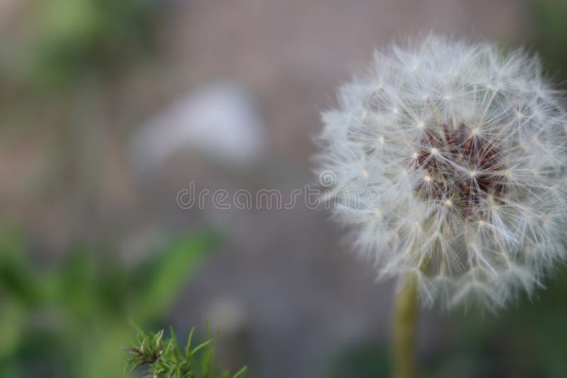 Dandy stock photo. Image of green, flora, spring, flower - 92151492