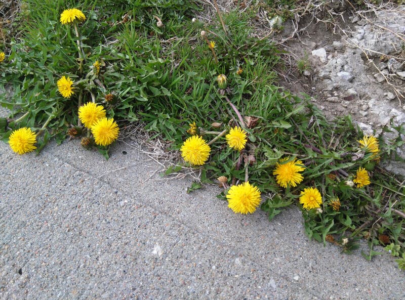 Dandy dandilions stock image. Image of grouping, dandilions - 89286597