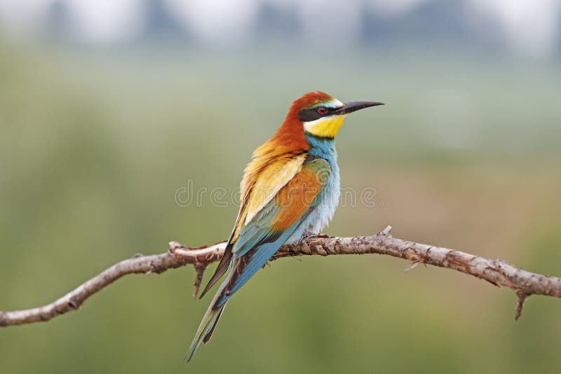 Dandy stock image. Image of close, birdwatching, animal - 61890087