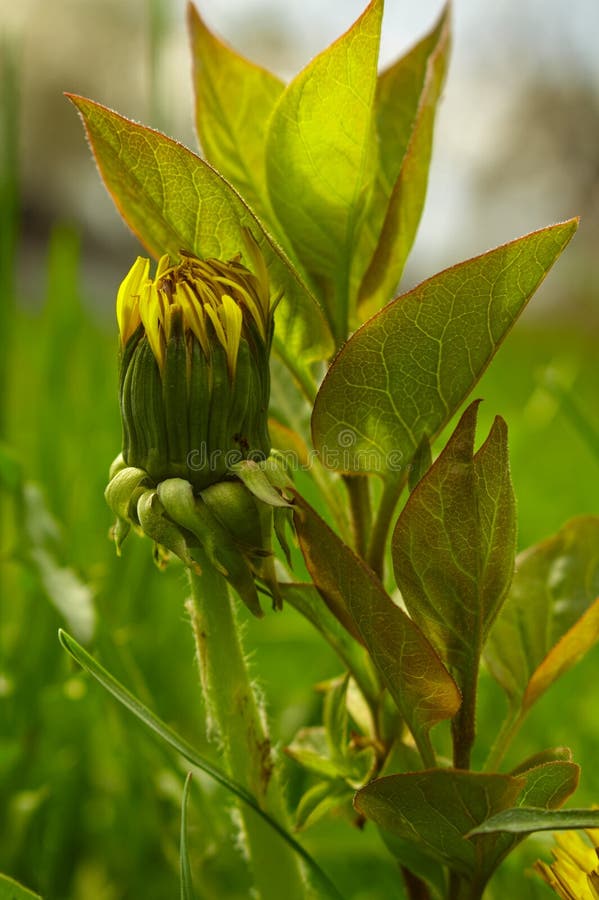 Dandy in green stock photo. Image of green, flower, dandy - 282071180