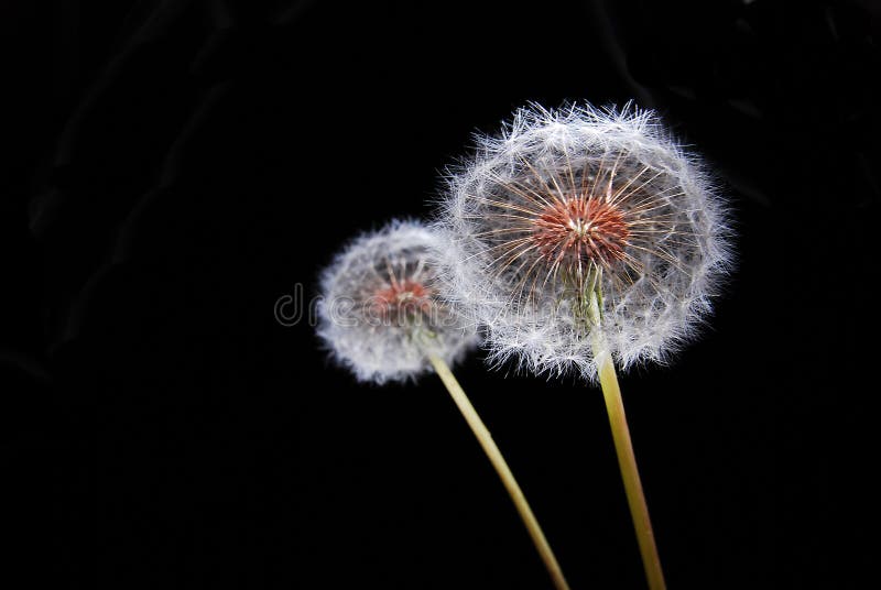 Dandy Lion Flowers stock photo. Image of growing, lion - 4180046