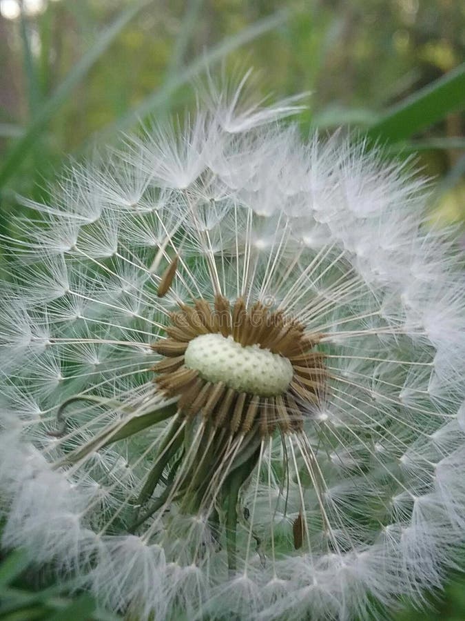 141 Dandy Lion Stock Photos - Free & Royalty-Free Stock Photos from ...