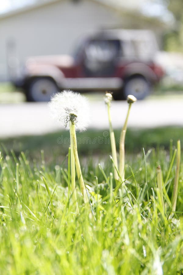 Dandy Lion in Spring stock photo. Image of seeds, stems - 39725650