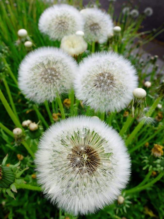 Dandylion Blooms Stock Photos - Free & Royalty-Free Stock Photos from ...