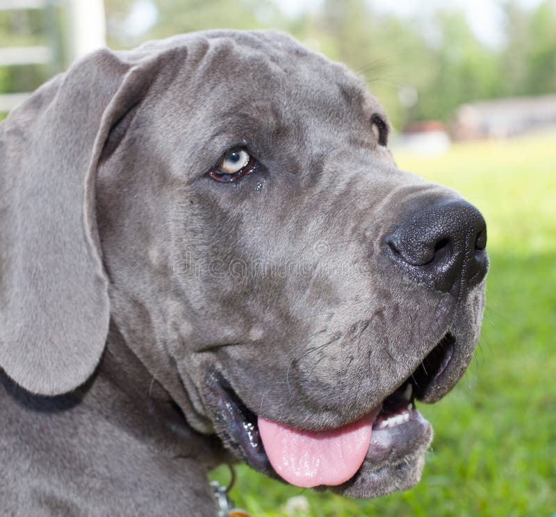 Dane portrait stock photo. Image of head, great, canine - 43135678