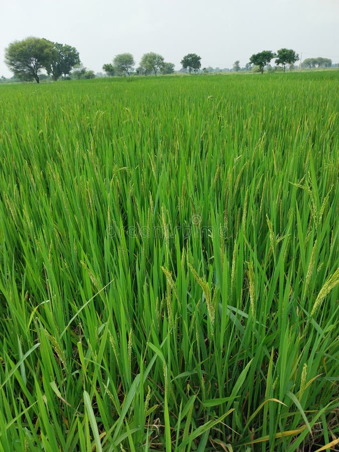 Hd Dangar Stock Photos - Free & Royalty-Free Stock Photos from Dreamstime