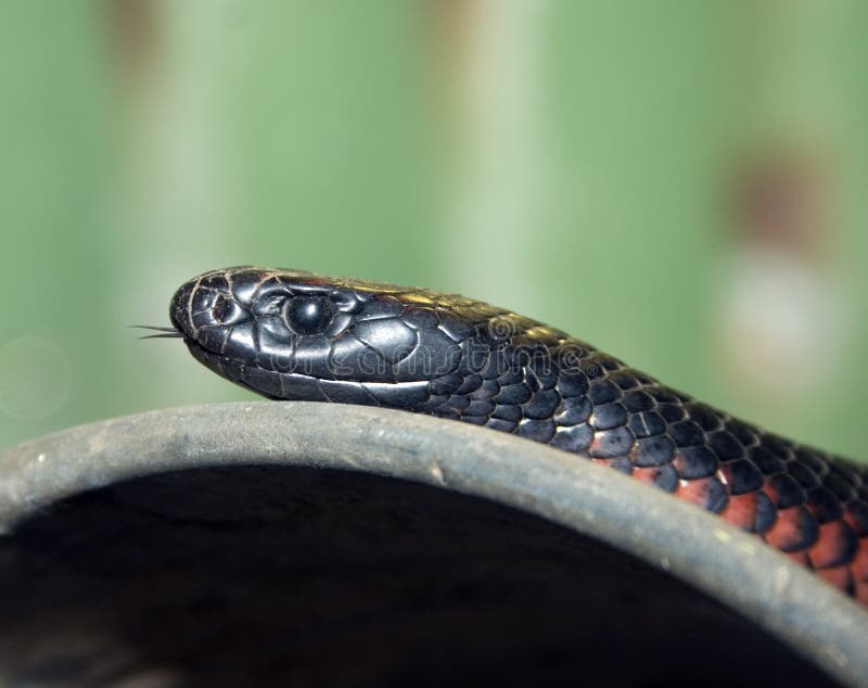 Red-bellied blake snake stock photo. Image of australian - 11943078