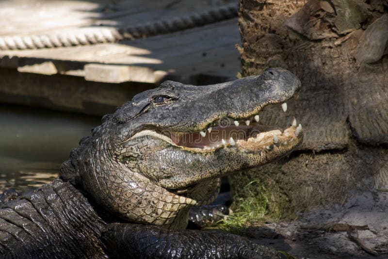 Danger alligators stock image. Image of gator, swamp, crocodilian - 3572085