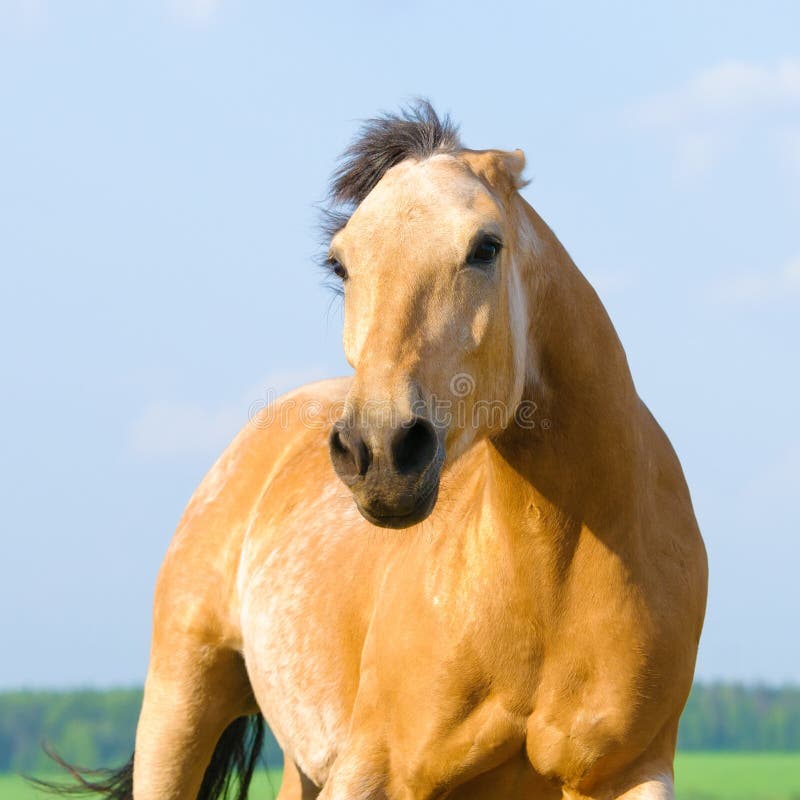 Danger Angry Horse Runs To You Royalty Free Stock Photo - Image: 24884945