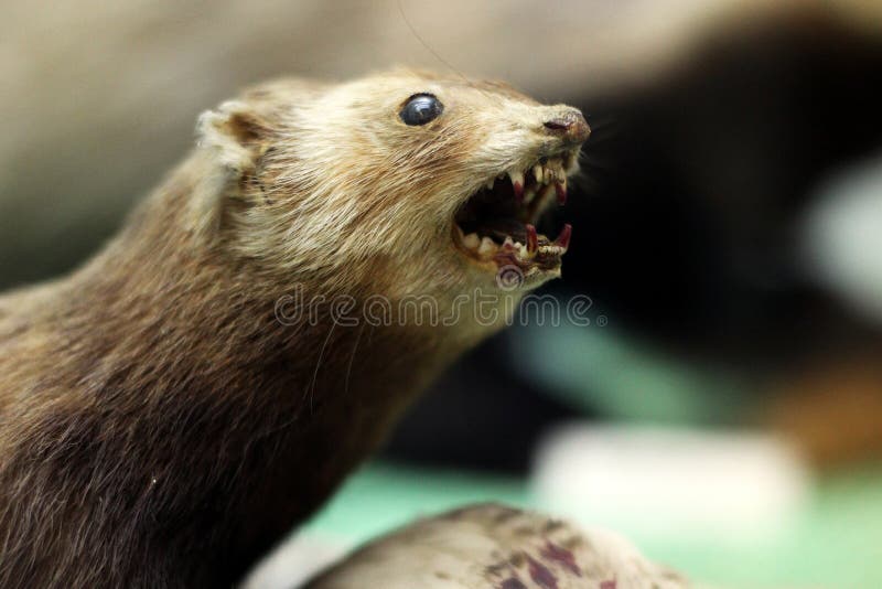 Danger animal stock image. Image of survival, food, mammals - 11464843