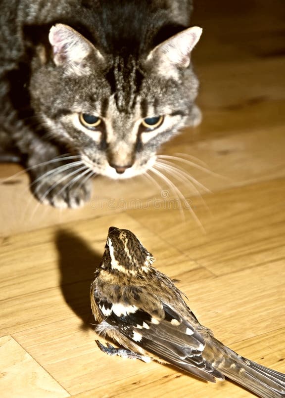 Danger/ Cat and Bird stock image. Image of humorous, danger - 11256797
