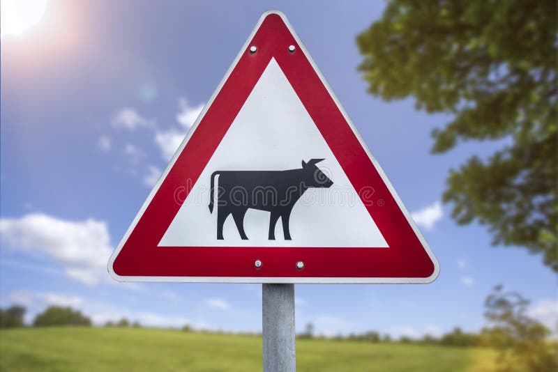 223 Caution Cow Sign Stock Photos - Free & Royalty-Free Stock Photos ...