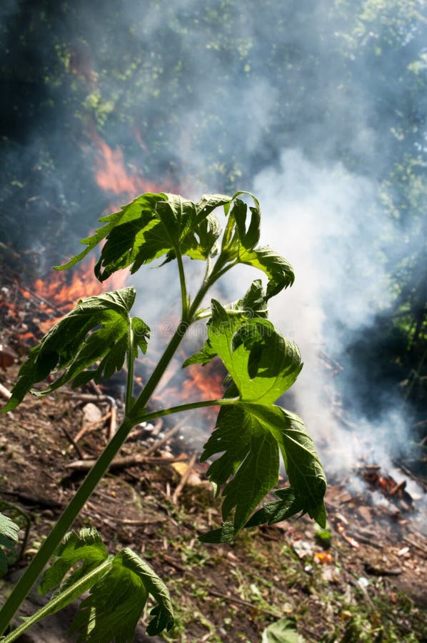 Danger in the environment stock photo. Image of heat - 20383402