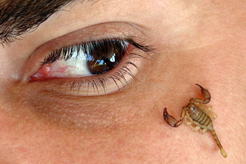 Danger eye stock image. Image of danger, skin, eyebrows - 13886909