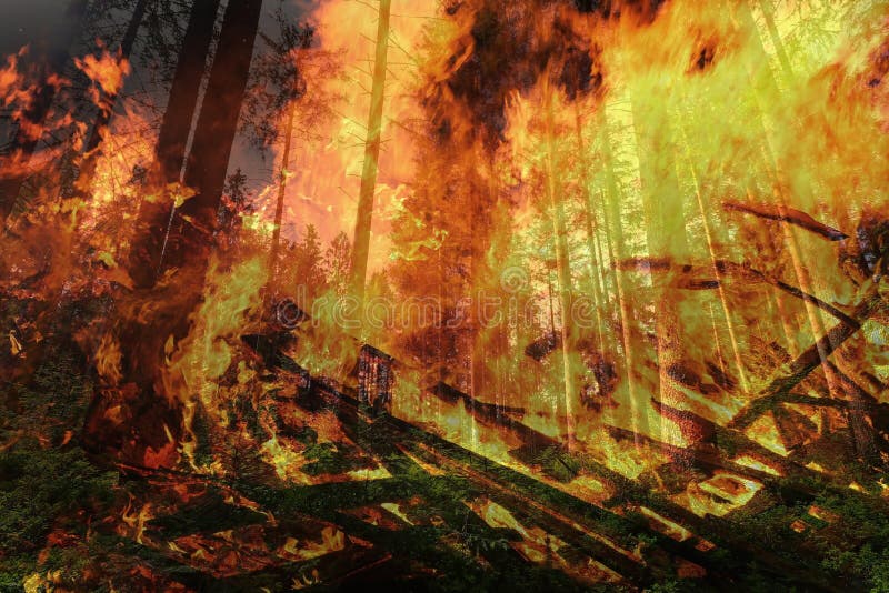 Danger of Forest Fire during Severe Drought Stock Image - Image of ...