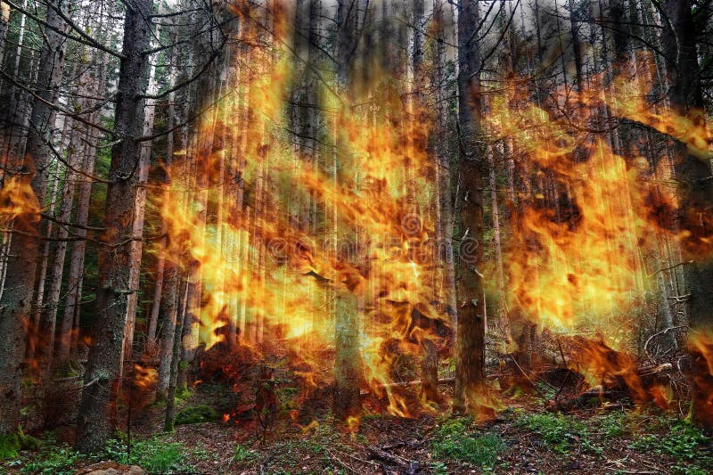 Danger of Forest Fires in Severe Drought Due To Hot Weather Stock Photo ...