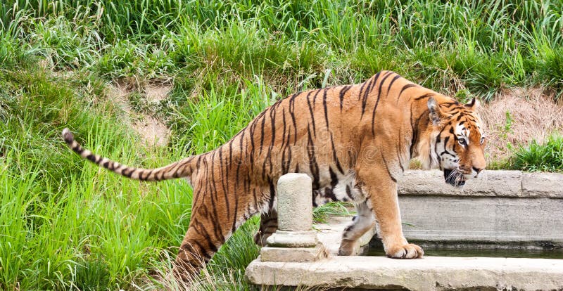 Danger: hungry tiger stock photo. Image of expression - 21991134