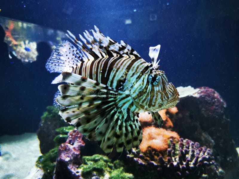 Danger lion fish stock photo. Image of wild, zebra, landscape - 275713964