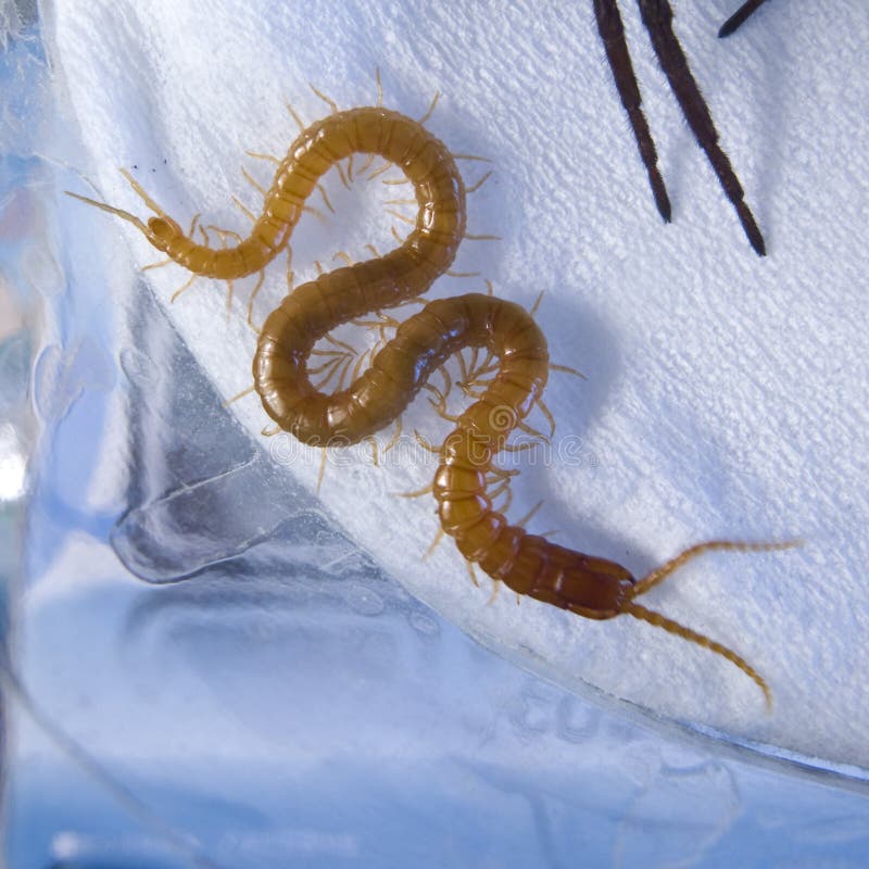 Dangerous stock photo. Image of china, invertebrate, aggressive - 11189646