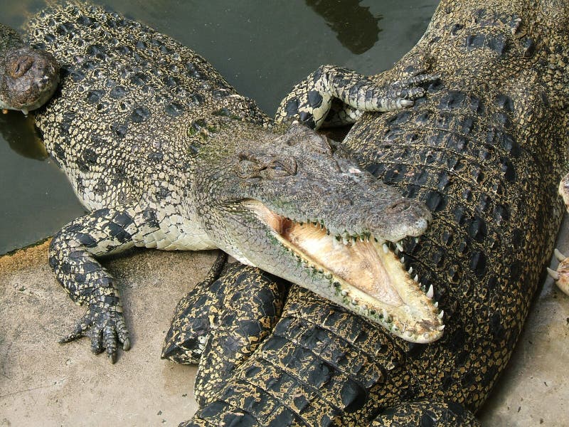 Voracious crocodile stock photo. Image of crocs, dangerous - 196372