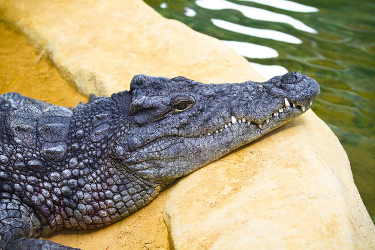 Dangerous Alligator with Closed Mouth Stock Photo - Image of ...