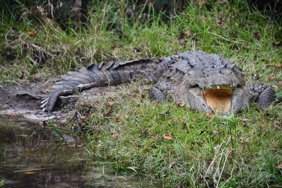 A Dangerous Alligator in Water Stock Image - Image of portrait, natural ...