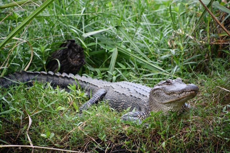 A Dangerous Alligator in Water Stock Photo - Image of portrait, animal ...
