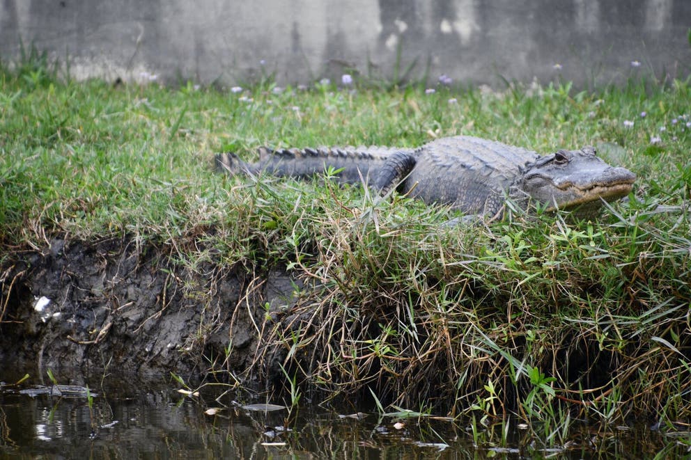 A Dangerous Alligator in Water Stock Photo - Image of gator, body ...