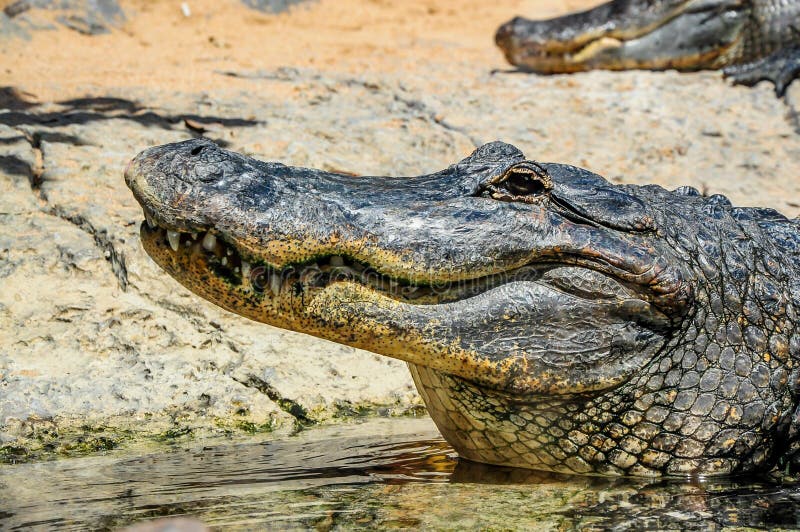 Dangerous Alligator in a Zoo Stock Photo - Image of travelling ...