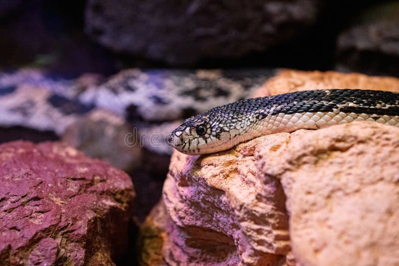 Dangerous Beautiful Snakes Close Up Stock Photo - Image of dangerous ...