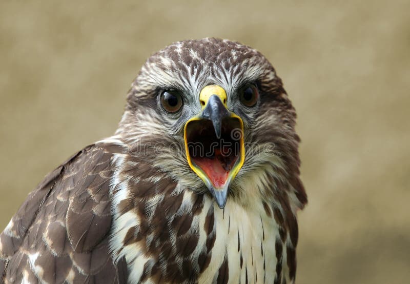 Screaming bird stock image. Image of tame, standing, black - 26074761