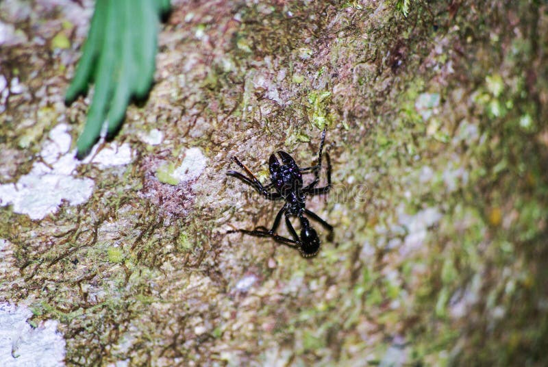 Amazon Bullet Ant Stock Photos - Free & Royalty-Free Stock Photos from ...