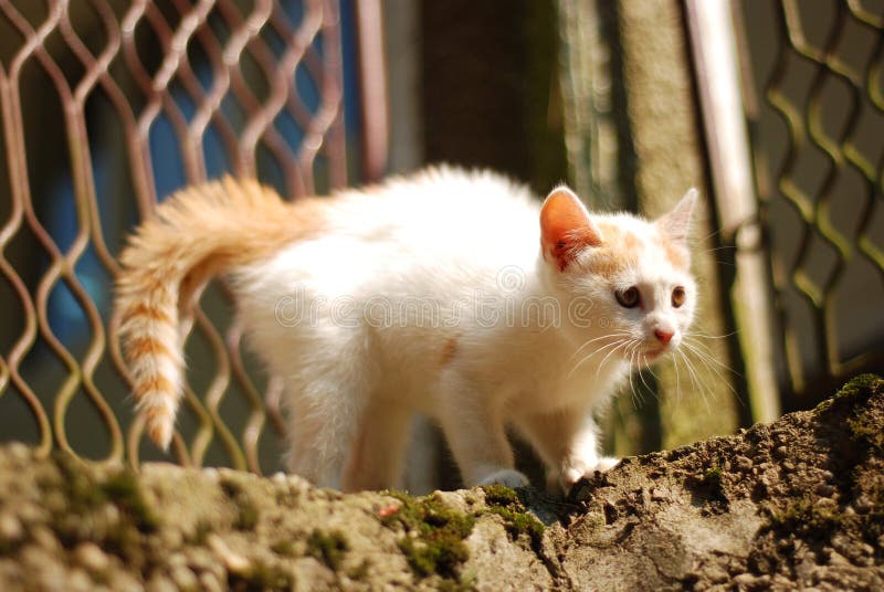 Dangerous cat stock photo. Image of white, kitty, threat - 6469456