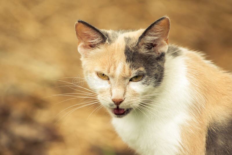Dangerous Cat with a Bad Face Stock Image - Image of furious ...