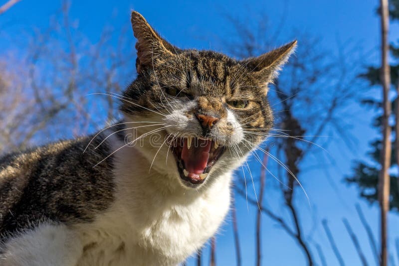 Dangerous Cat stock image. Image of eyes, mammal, animal - 67737413