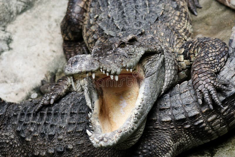 Dangerous crocodile stock image. Image of predator, mouth - 39634635